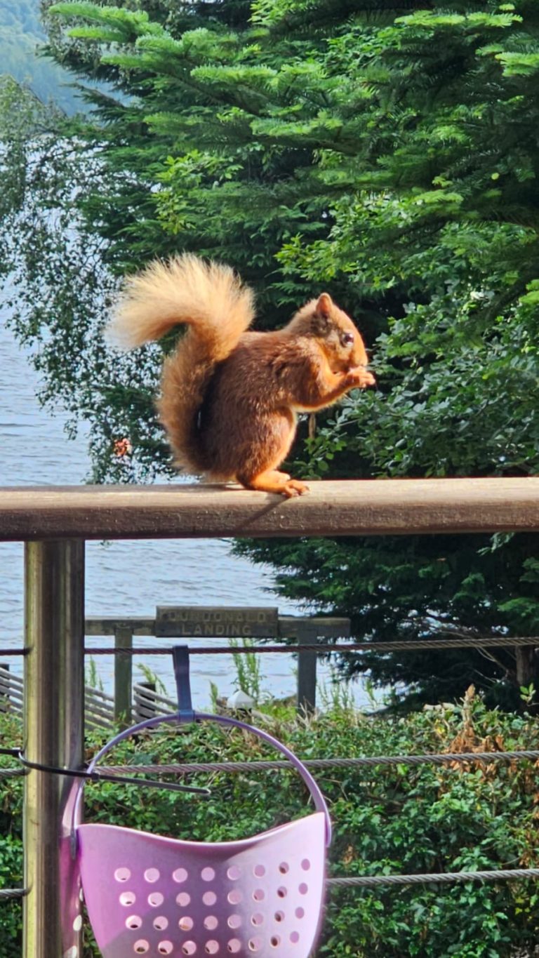 The Enigmatic Red Squirrel of the Scottish Highlands – Self Catering ...